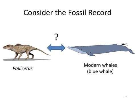 Fossil Record Evolution Whales