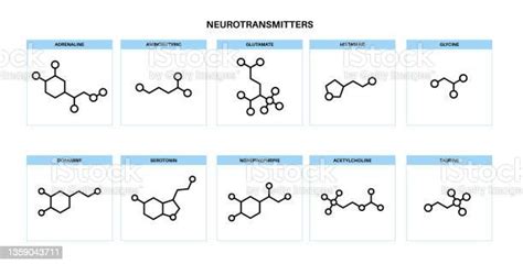 Chemical Formulas Of Neurotransmitters向量圖形及更多伽馬氨基丁酸圖片 伽馬氨基丁酸 神經遞質 一