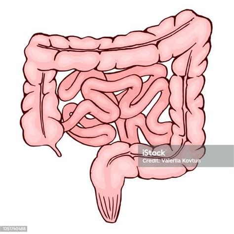 Usus Manusia Ilustrasi Vektor Terisolasi Pada Latar Belakang Putih