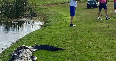 Golfers In Florida Are Unfazed As An Alligator Eats A Burmese Python On