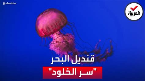 اكتشاف سر طول عمر قنديل البحر الخالد هل يمكن الاستفادة منه للبشر