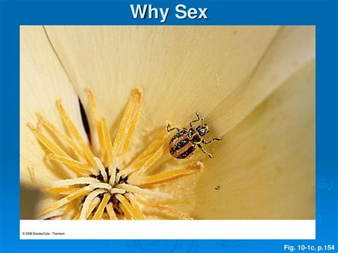 Powerlecture Chapter Ppt Download