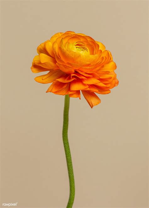 Blooming Orange Ranunculus Flower
