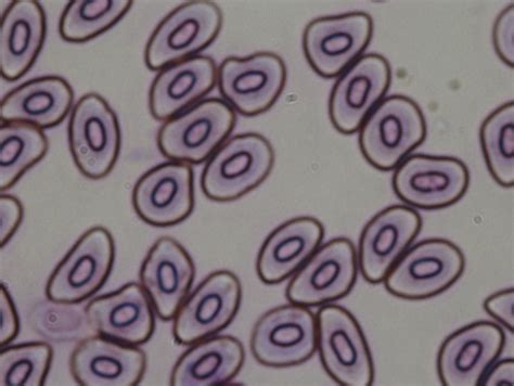 Questions With Answers In MICROSCOPY Scientific Method