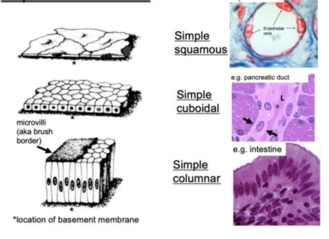 Cfb Lecture 30 Epithelium Glands Flashcards Quizlet
