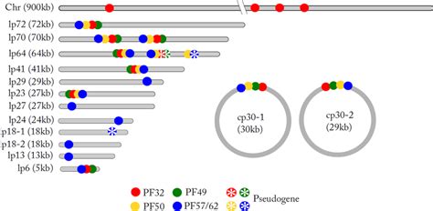 Schematic Representation Of The Izh 4 Segmented Genome With Identied Pf