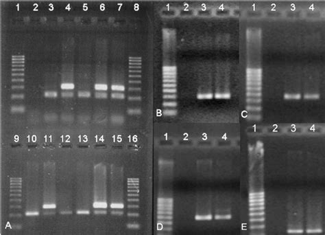 Embryo Sex Determination And ES Like Colonies Gene Expression A Download Scientific