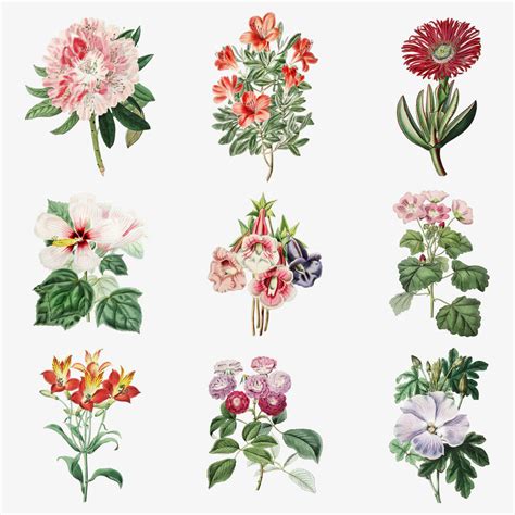 花卉和复古植物插图收藏素材 高清图片 摄影照片 寻图免费打包下载