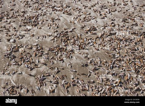 Multitude Of Spiral Cone Shells Along The Beach In Marion Bay In