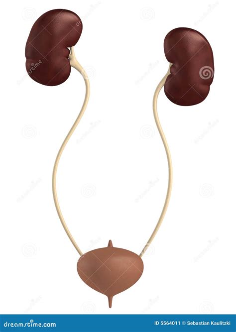 Female Urinary System Stock Illustration Illustration Of Science 5564011