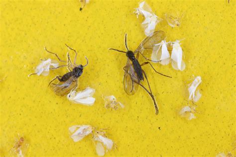 how to properly use glue traps for insects and risks · extermpro