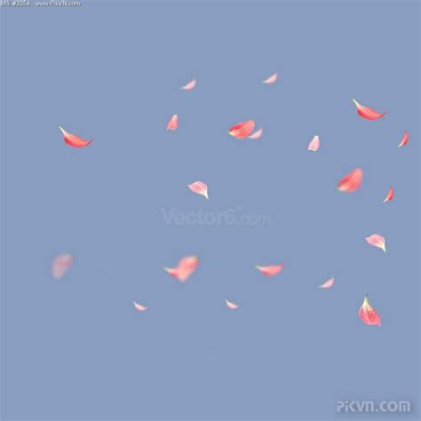 Cánh Hoa Bay Ghép ảnh Hoa Cự Kỳ đẹp Vào ảnh File Psd 13