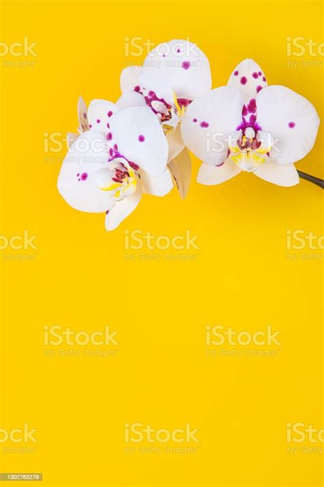 복사 공간이있는 밝은 노란색 배경 위에 아름다운 흰색 나초 꽃 0명에 대한 스톡 사진 및 기타 이미지 0명 3월 개념