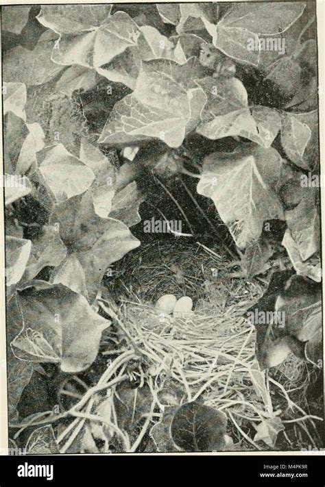 This 1898 Work Guides Readers In Identifying And Locating Bird Nests Across The Uk It Provides