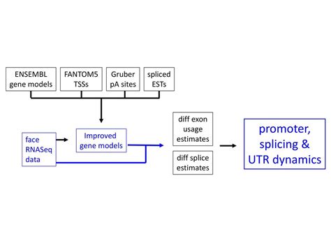 Rna Dynamics In The Developing Mouse Face Ppt Download