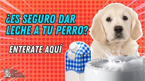 LOS PERROS PUEDEN TOMAR LECHE YouTube
