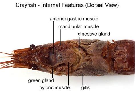 Crayfish Dissection Biology Junction