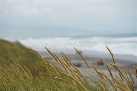 Coastal Grass With Ocean Backdrop Stock Image Image Of Landscape
