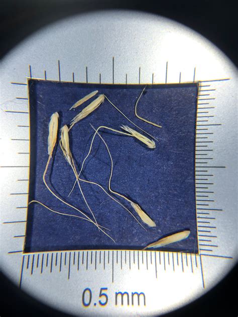 Wallaby Grass Recreating The Country