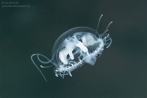Freshwater Jellyfish Craspedacusta Sowerbyi Life In Freshwater