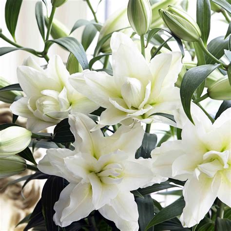 Лилия Роузлили Аиша (Roselily Aisha) купить Саженцы