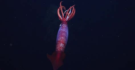 This Elusive Antarctic Squid Was Seen For The First Time Yonkers Observer