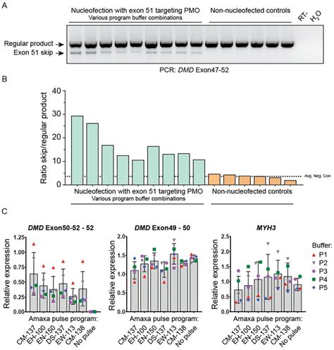 Example Of The Result Of Rt Pcr Analysis After Successful Nucleofection