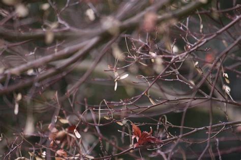 モミジカエデの仲間 愛すべき雑草たち