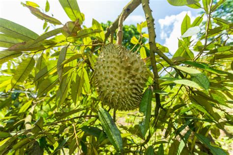 Peste 9 500 Fotografii De Stoc Fotografii și Imagini Scutite De Redevențe Cu Durian Tree Istock
