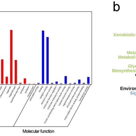 Transcriptome Analysis Pipeline For Isoform Sequencing Schematic
