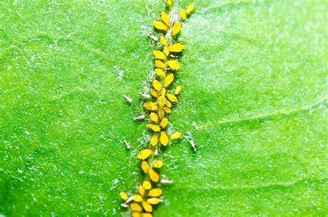 绿色性质的虫类昆虫虱子漏洞害虫生物控制世界高清图片下载 正版图片321189409 摄图网