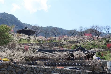 2024 광양매화축제 첫 날 생생한 후기 주차장 무료셔틀버스 입장료 네이버 블로그