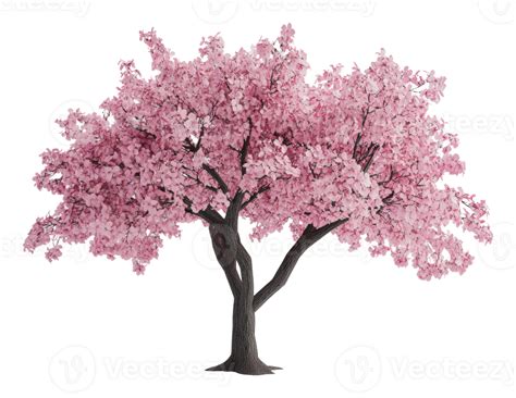 Beautiful Pink Flowering Tree In Full Bloom 53291067 Png