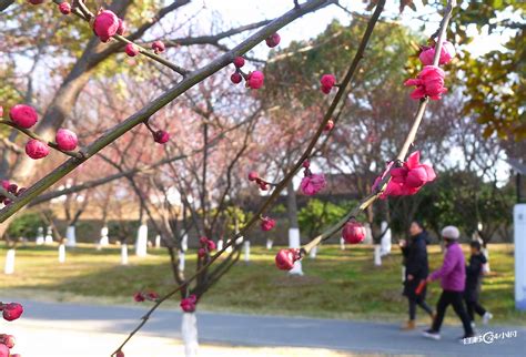 苏州红梅 迎春花开报春来 中国江苏网