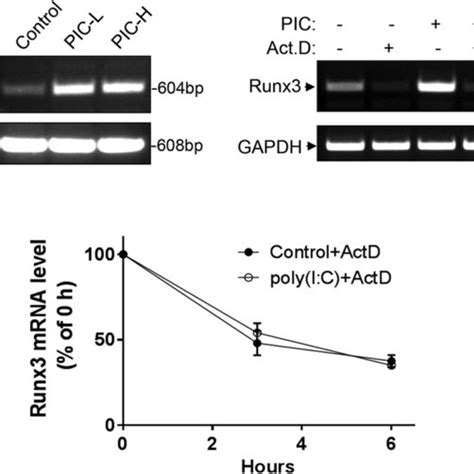 Runx MRNA Is Induced By DsRNA Poly I C Via Transcriptional Regulation Download Scientific