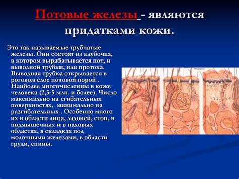 Анатомия и физиология кожи презентация онлайн