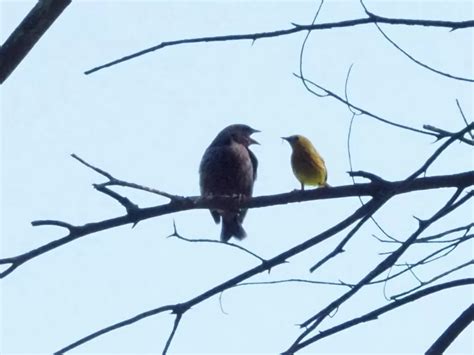 Yellow Warbler Feeding Cowbird Fledgling Sudbury Valley Trustees