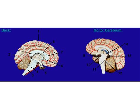 Sagittal Brain Left And Right Hemisphere Quiz