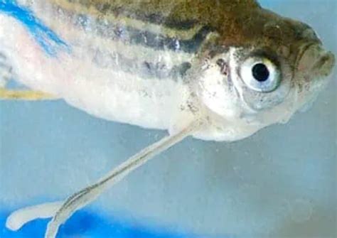 Diving Into Fish Pond Management And Disease Detection Food For Mzansi