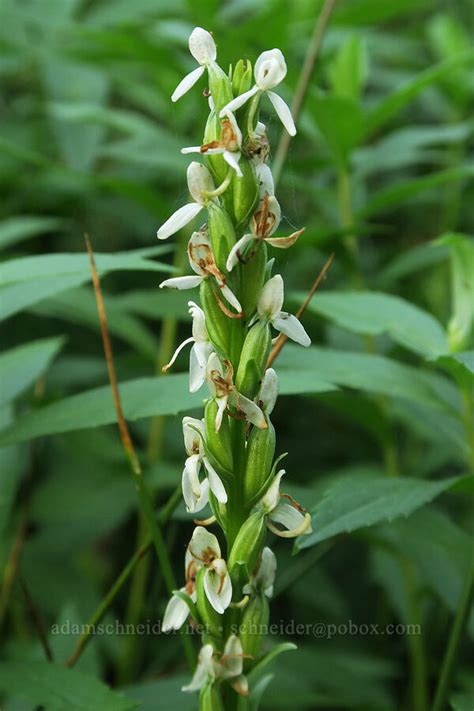 49 Photos Of Platanthera Dilatata On Photos