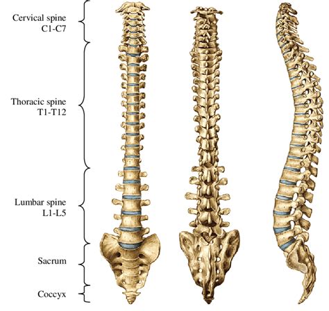 [diagram] The Human Spine Diagram Wiringschema Com
