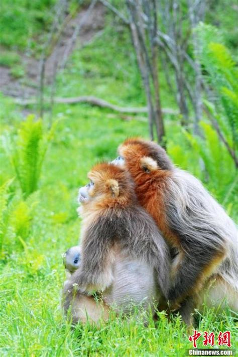 湖北神农架：“萌神”金丝猴惹人爱 国内频道 内蒙古新闻网