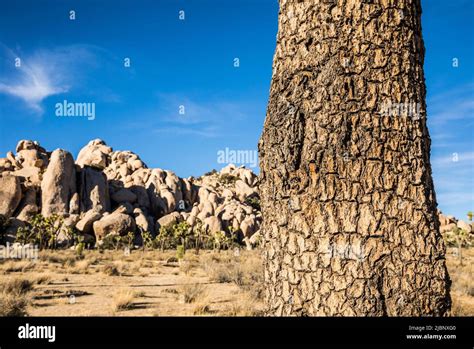 Closeup Of A Joshua Tree Trunk Showing The Texture Of It S Bark With