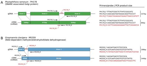 Phytophthora Ramorum Atcc Bioz