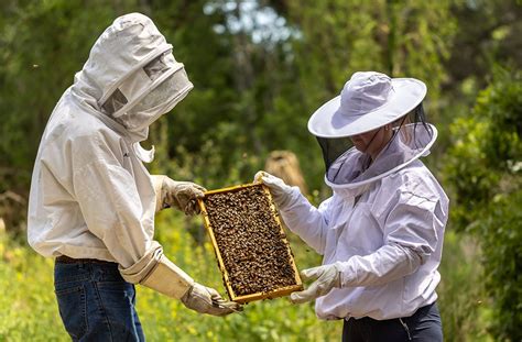 Certificate III In Beekeeping AHC31818 Now Available At Melbourne