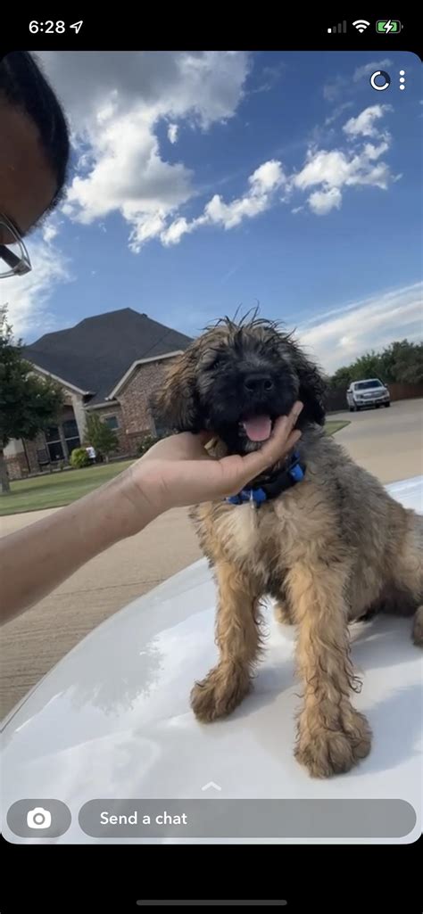 Sheepadodle Mix Rsheepadoodles