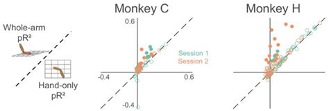 Area 2 Of Primary Somatosensory Cortex Encodes Kinematics Of The Whole Arm Elife