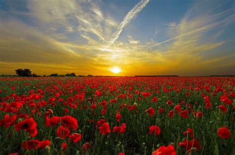 Red Uncovering The Historical Significance Of A Bold Color Symbol Sage