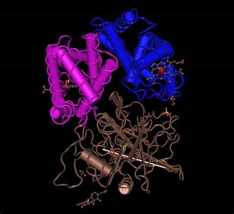 Anti Human Haptoglobin Hpt Sdix Llc