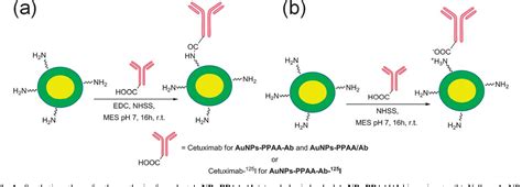 Figure 1 From Antibody Functionalized Polymer Coated Gold Nanoparticles